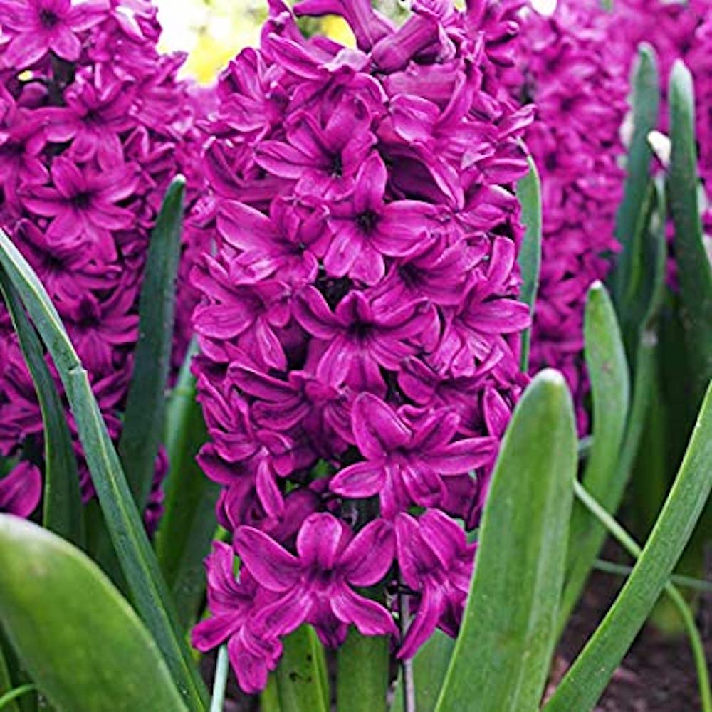 Bulbos de Jacintos para plantar en tu jardín – Tulipanes Chile